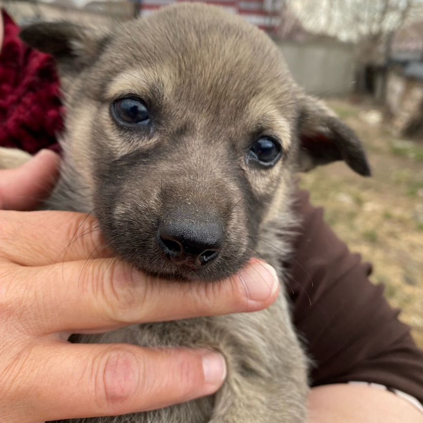 Щенок в добрые руки