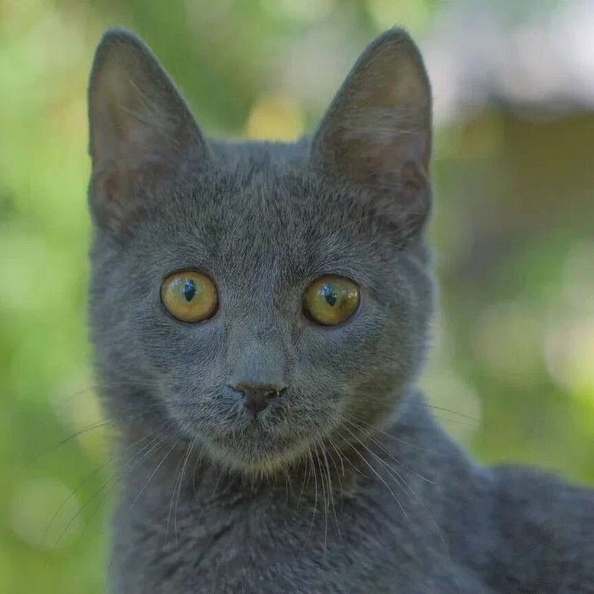 Котенок 5 месяцев