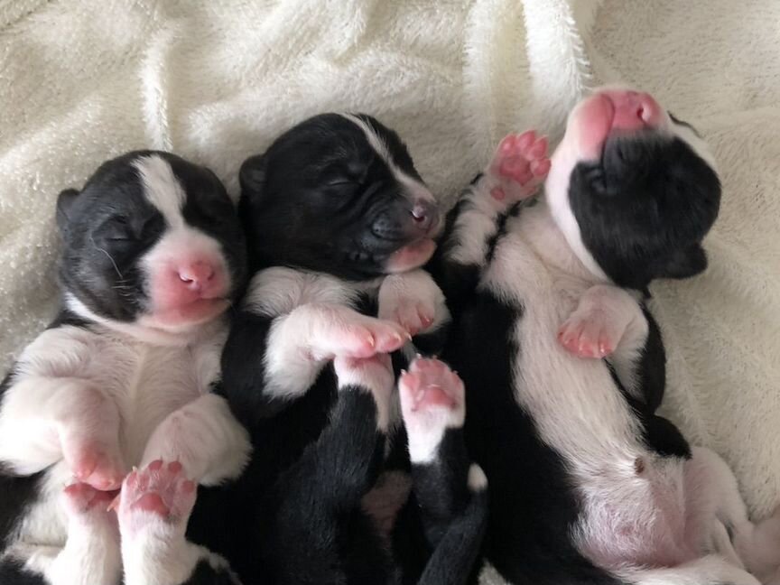 Щенки хаски