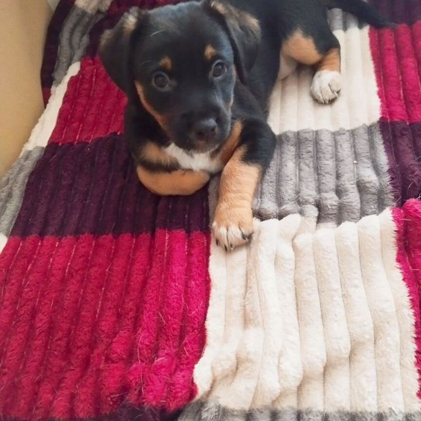 Одам бесплатно. Девочка 2 месяца