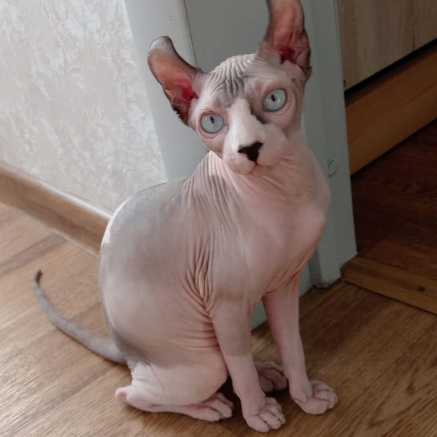 Канадский сфинкс котёнок