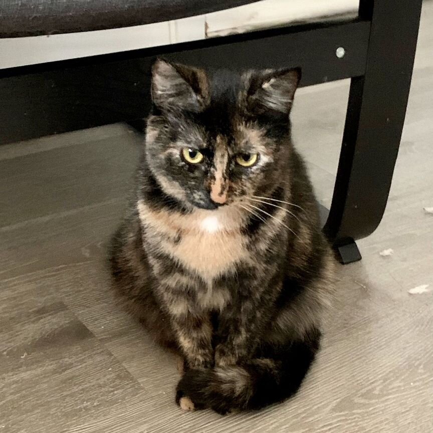 Взрослая, Девочка кошка в добрые руки