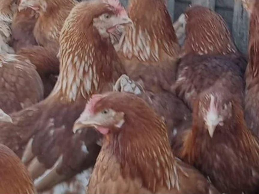 Куры молодки, бройлер