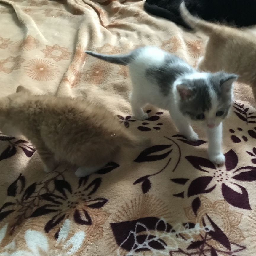Котята в добрые ручки