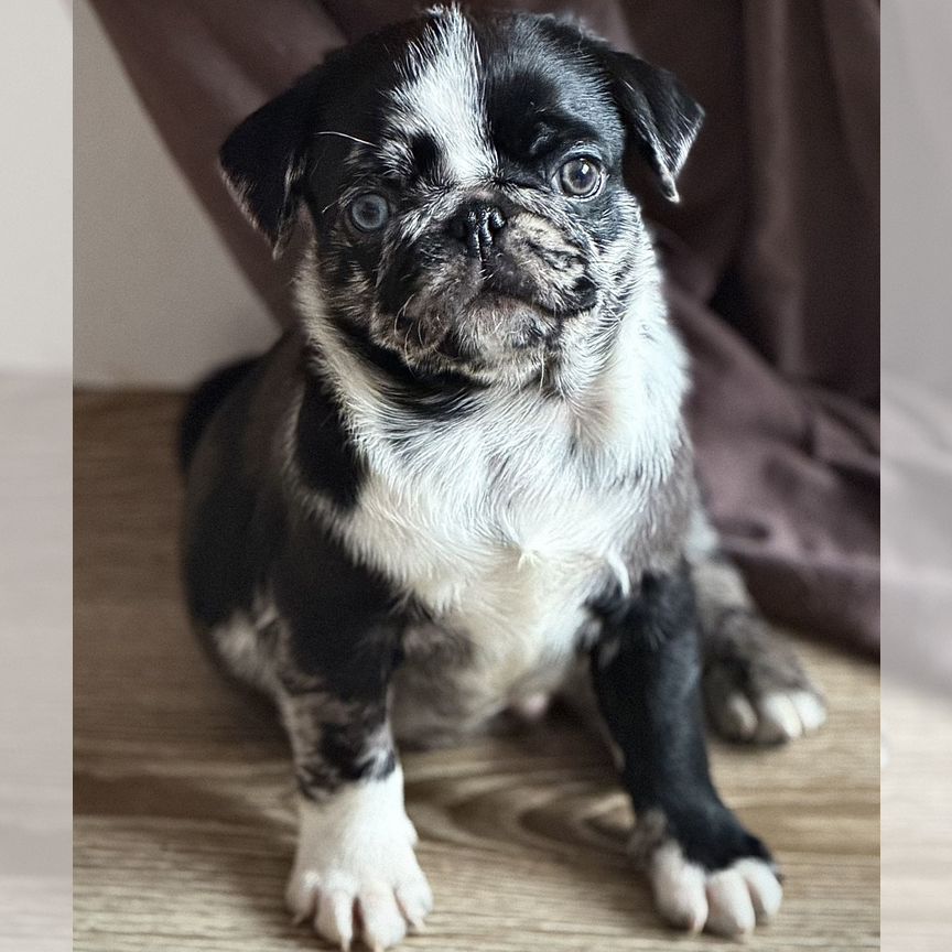 Мопс, щенок