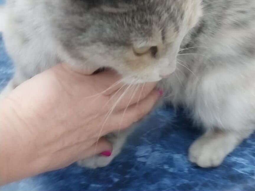 Стеша кошка-красавица