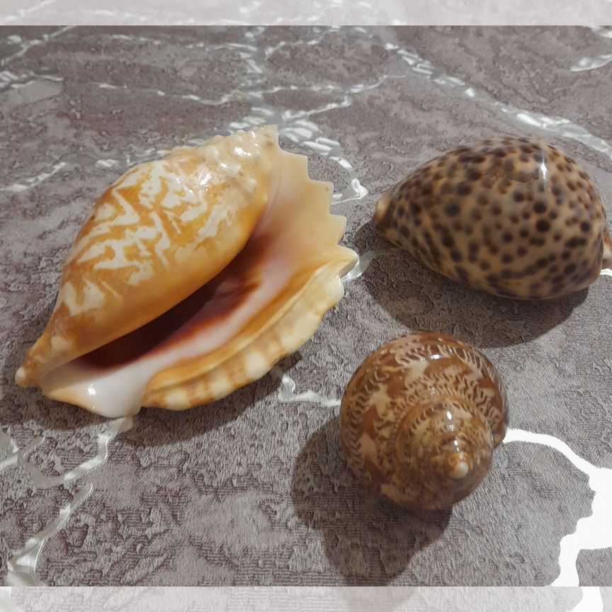 Ракушки морские