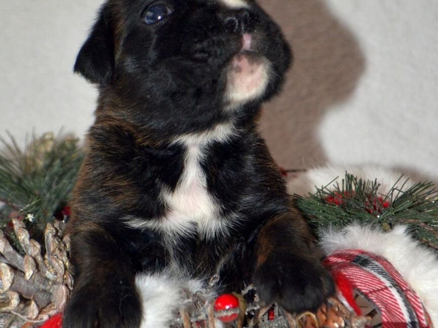 Боксер щенки с документами РКФ