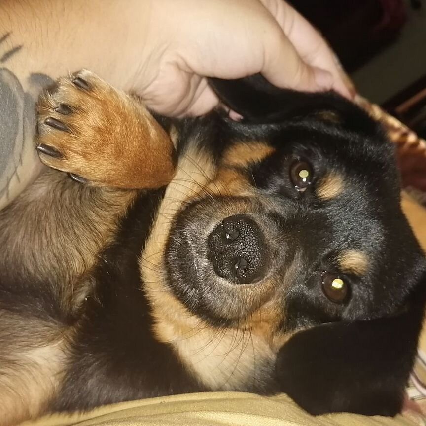 Отдам в добрые руки