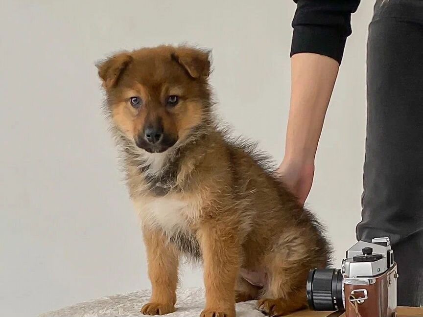 Щенок-девочка Лада