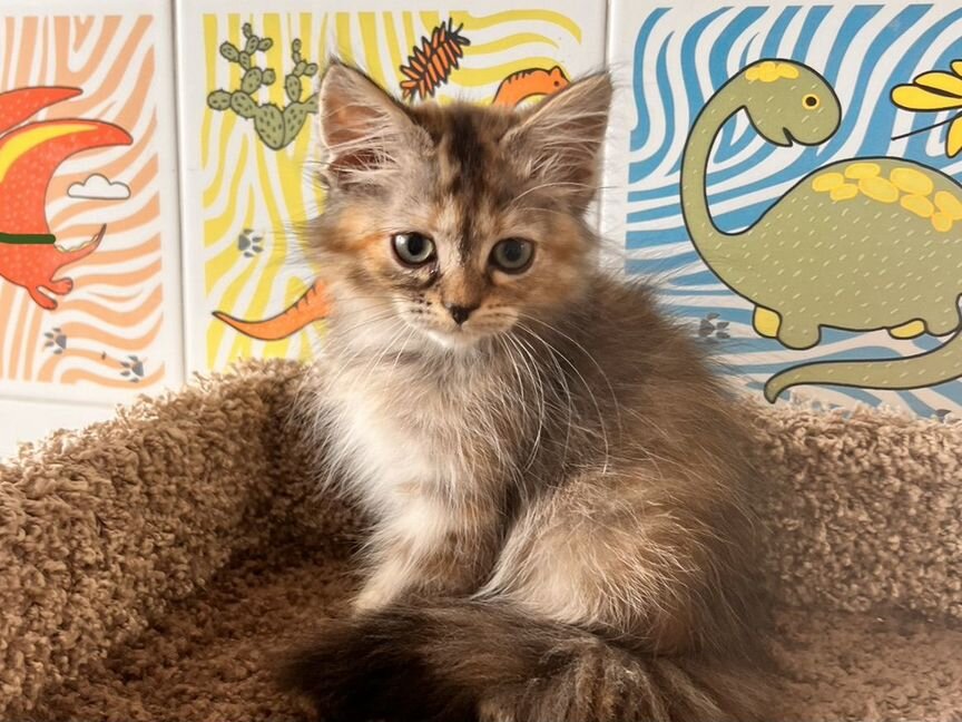 Сибирская девочка с док-ми 2 мес