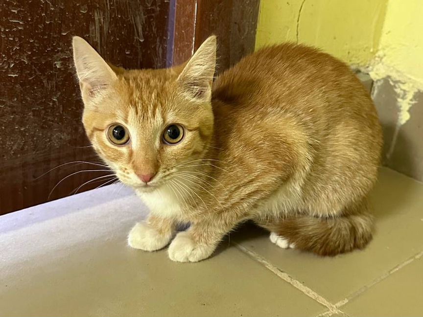 Котенок рыжий, рыжий кот на счастье привезем