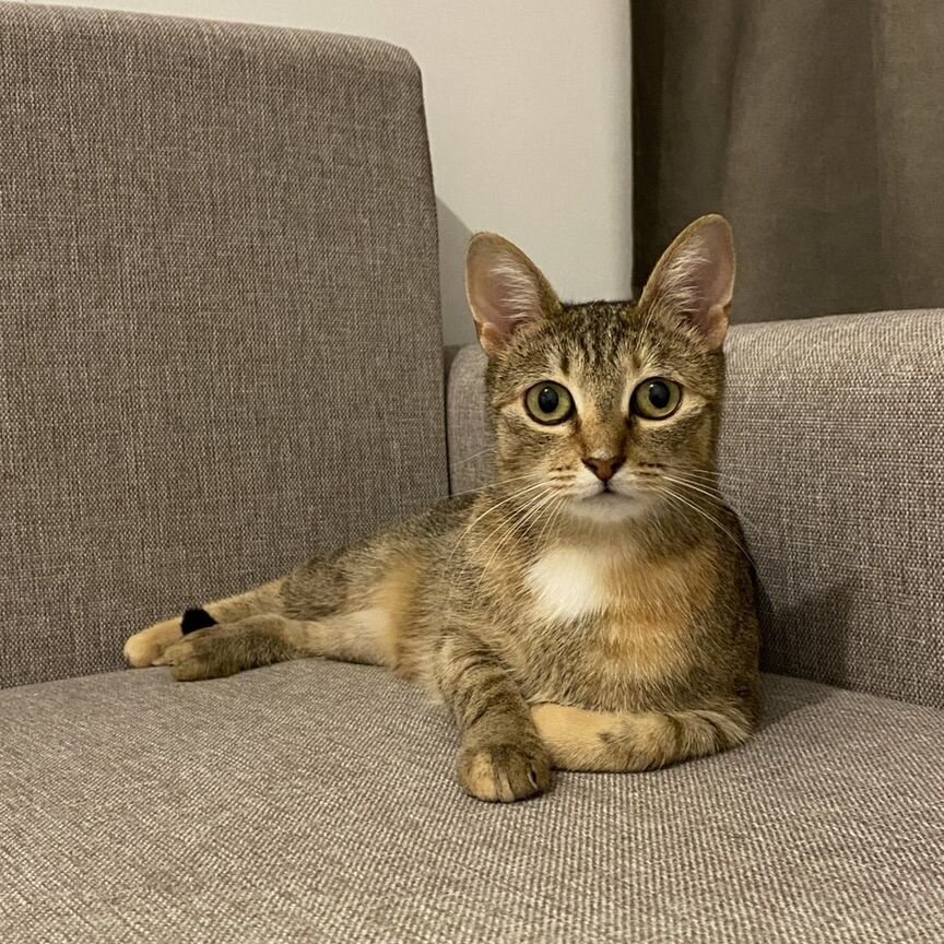 Кошка 1-2 года