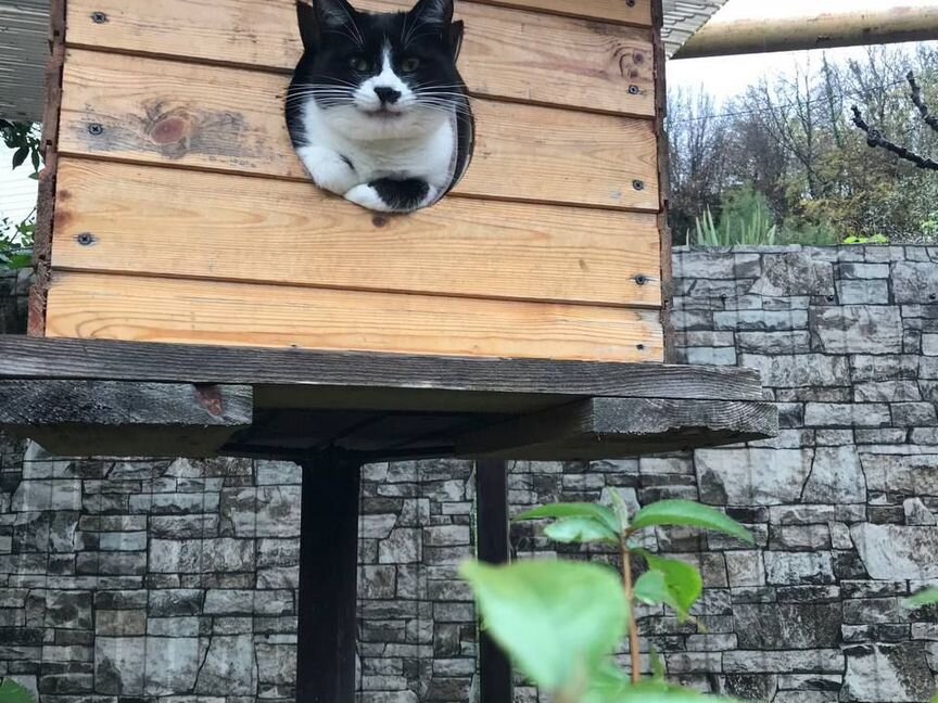 Кот в добрые руки бесплатно