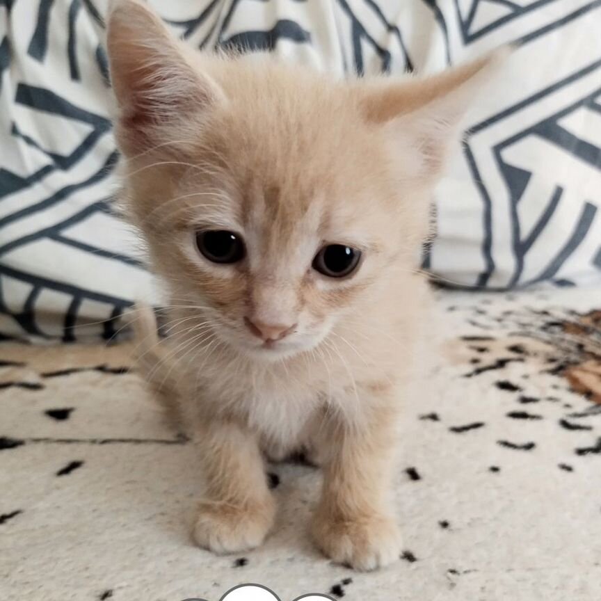 В добрые руки