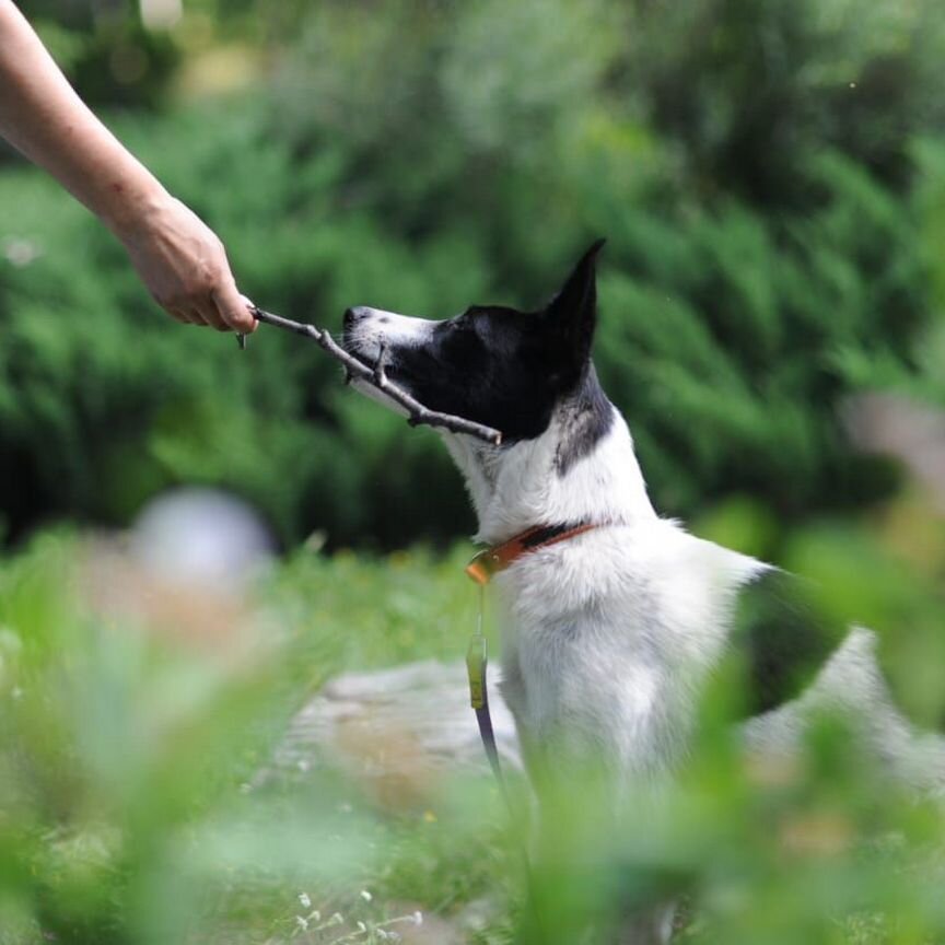 Молоденькая собачка Боня