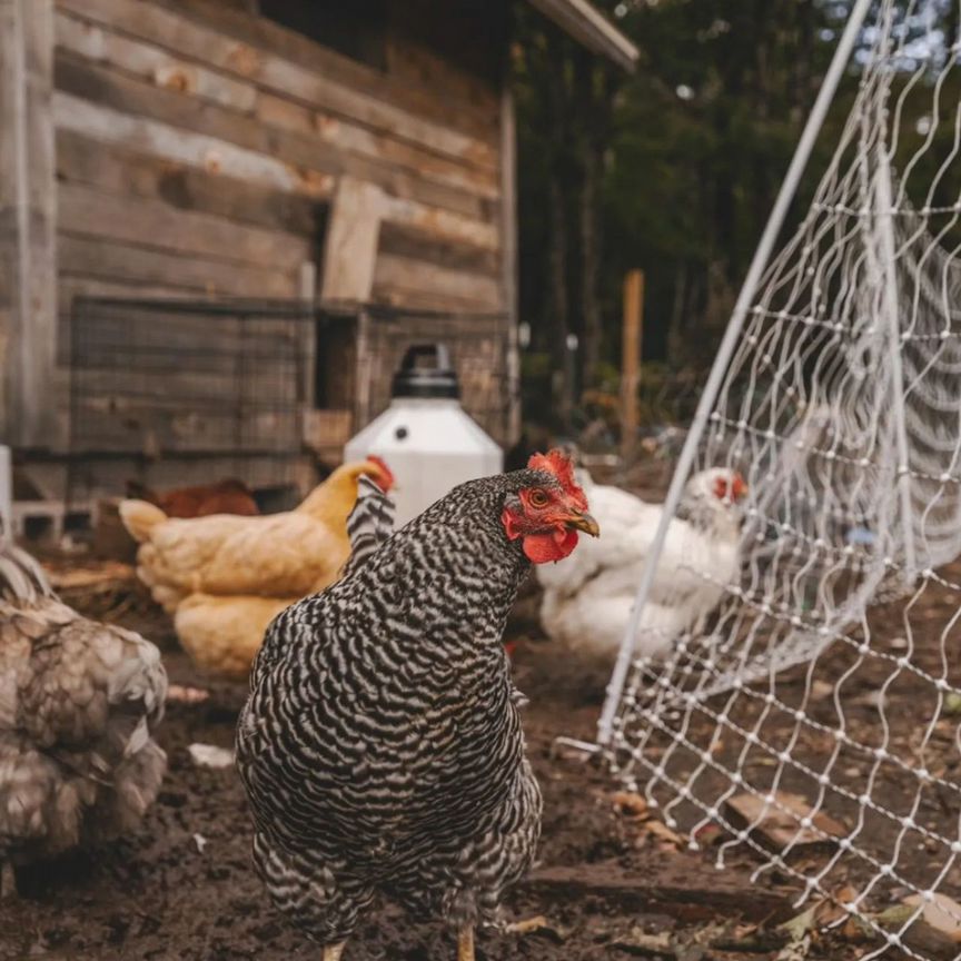 Куры несушки с гарантией