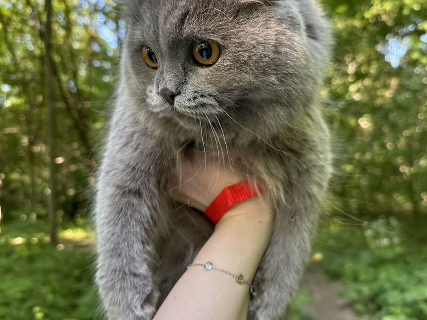 Шотландская вислоухая кошка