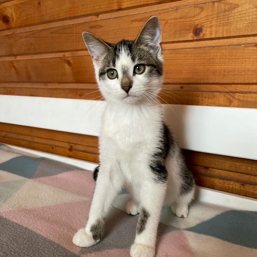 Нежный котя