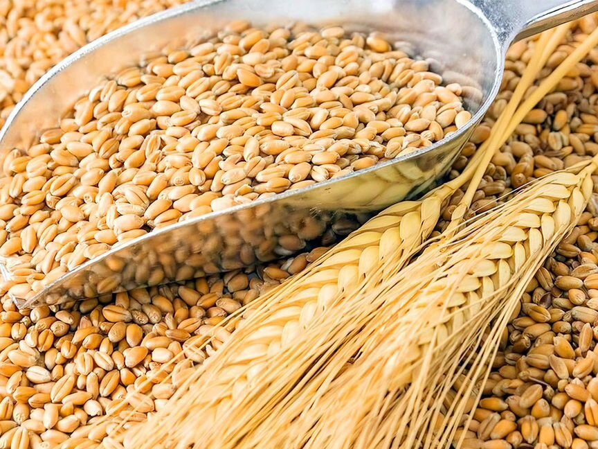 Пшеница фуражная