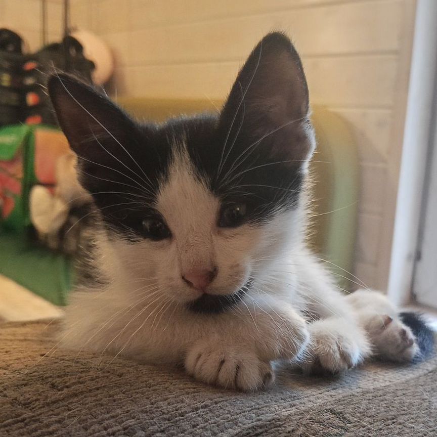 Котёнок в добрые руки