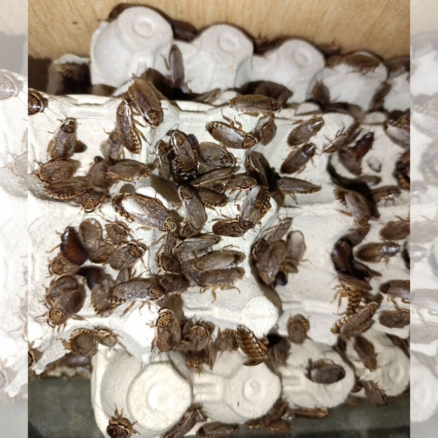 Тараканы Мраморные