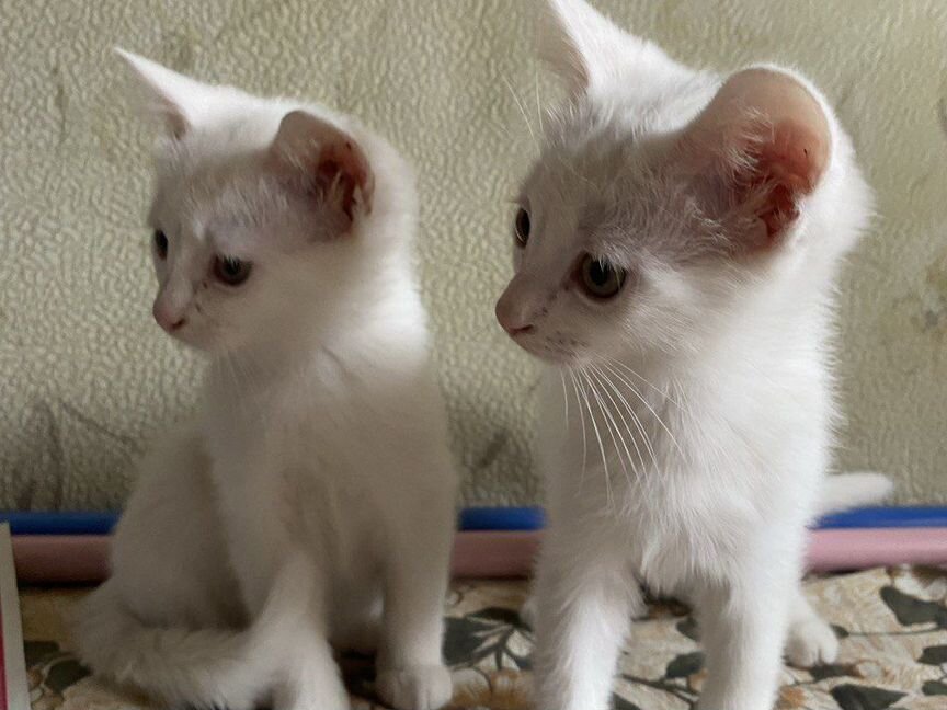 Котята в добрые руки бесплатно