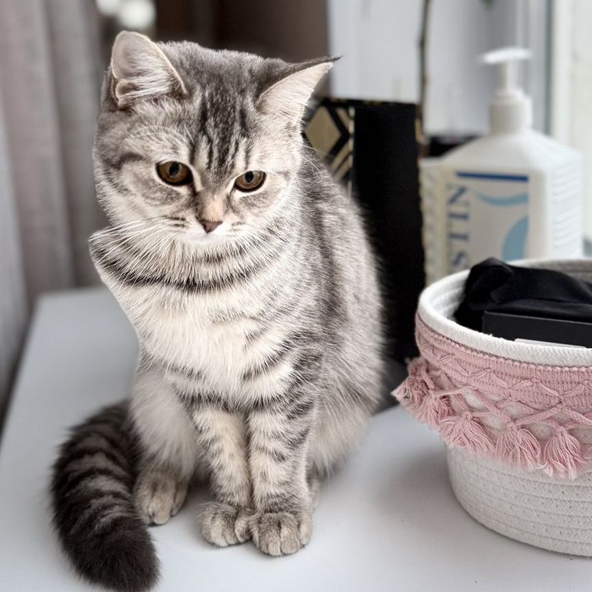 Британский длинношёрстный котёнок