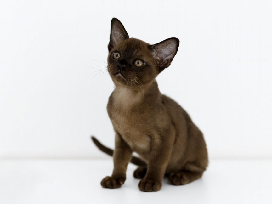 Бурманский котик Shiva
