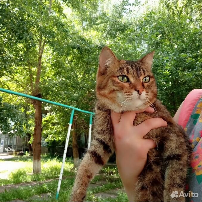 Молодая кошечка нуждается в доме