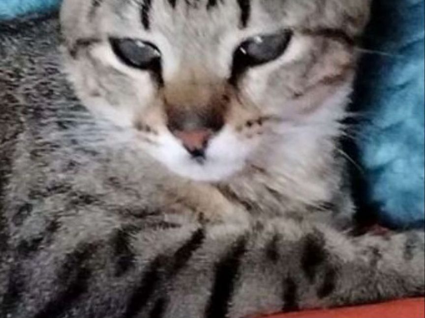 Кошка с необычными глазами