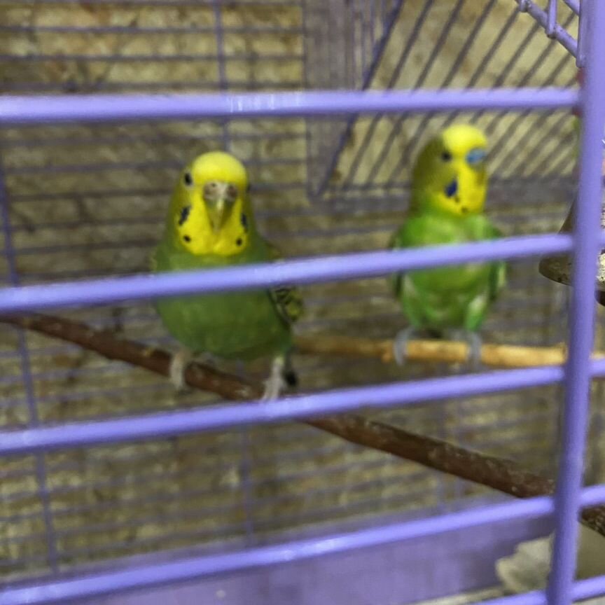 Попугаи в добрые руки
