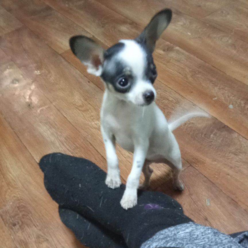 Щенки мелких пород