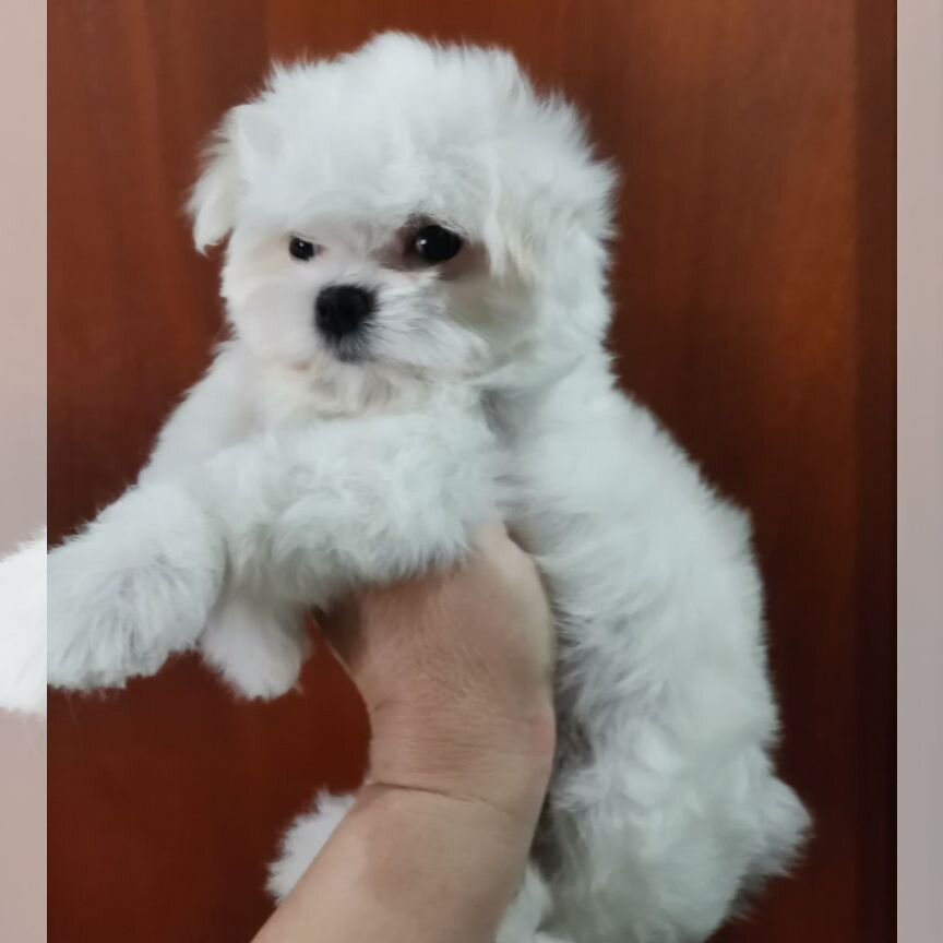 Мальтийская болонка, щенок