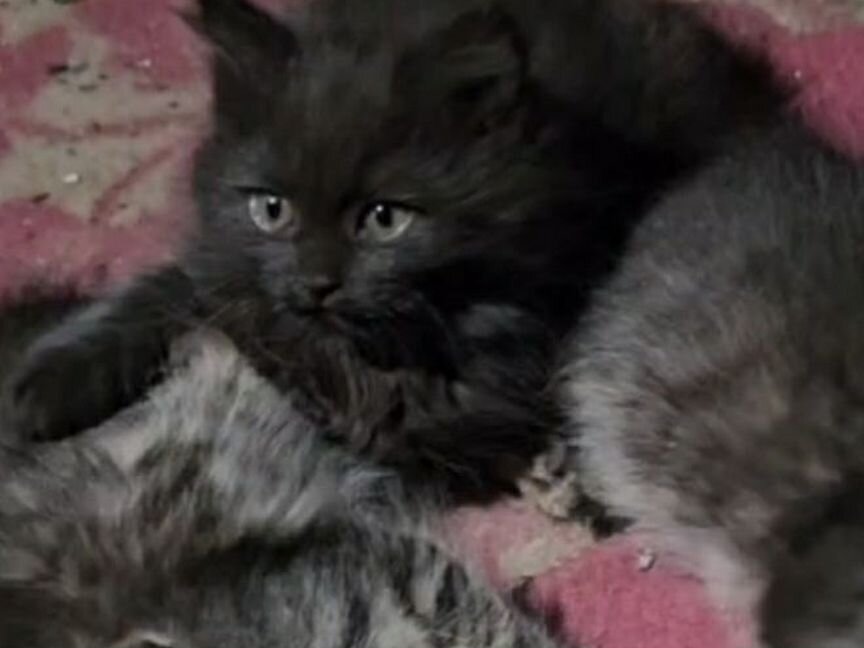 Котята удивительно спокойные с сво