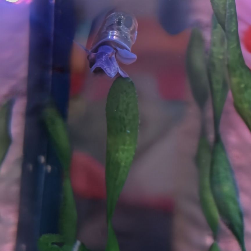 Улитки для аквариума