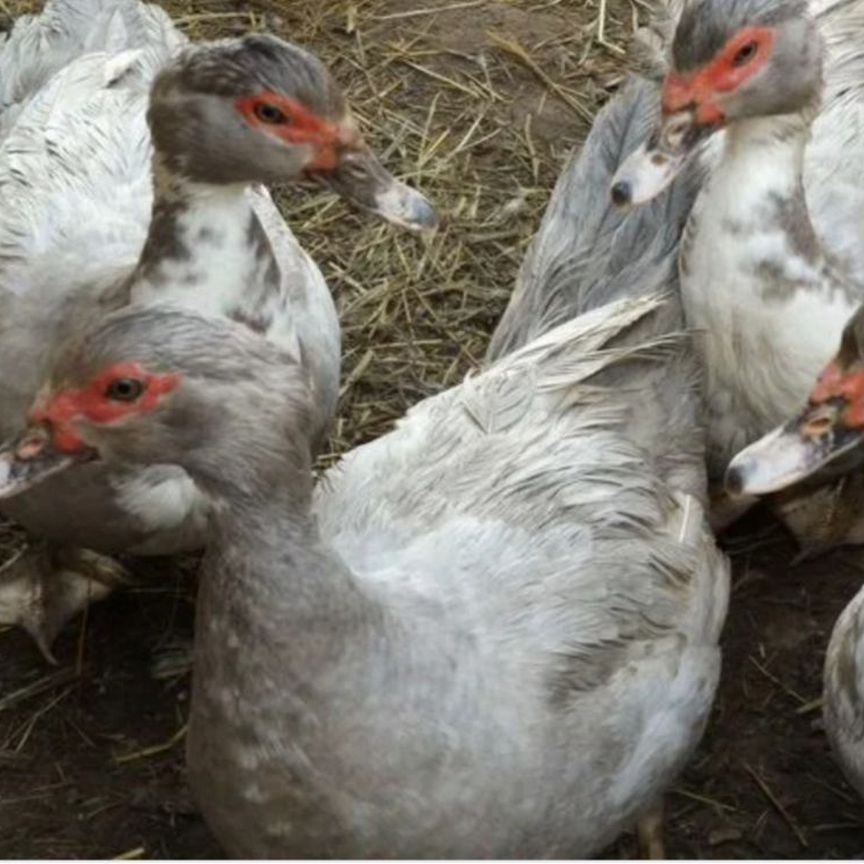 Индоутки тяжелой линии