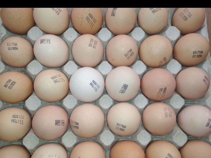 Инкубационное яйцо бройлера