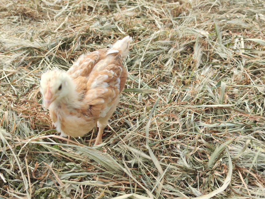 Курочка пород Адлерская серебристая, Кучинская