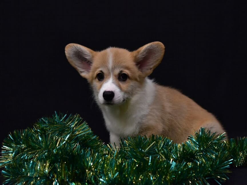 Весёлые корги-пемброк кобельки