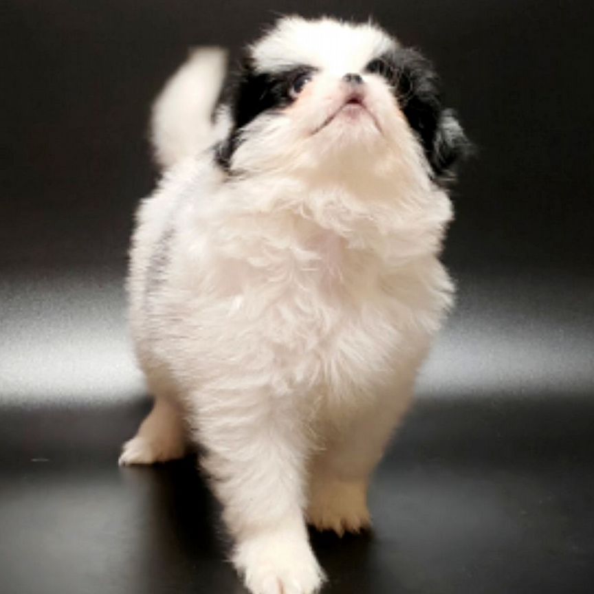 Японский хин, щенок