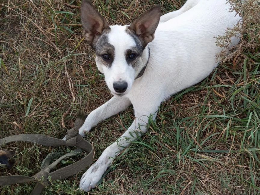 Собачка Найда ищет дом