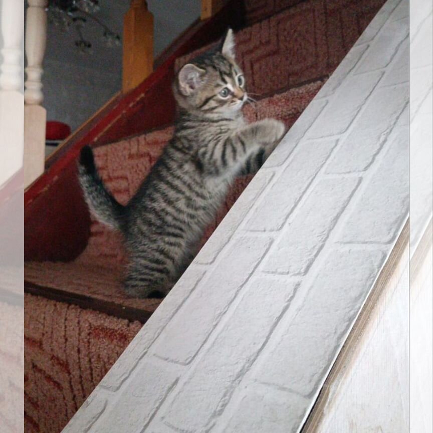 Котёнок отдам в добрые руки