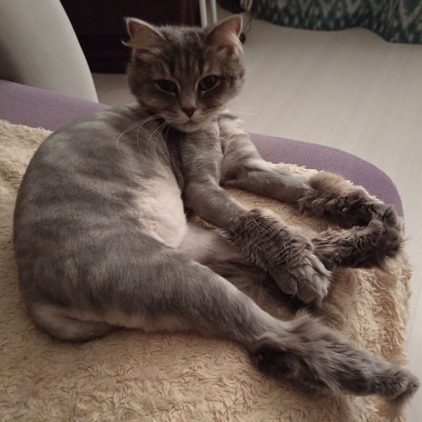 Сибирская кошка, взрослая