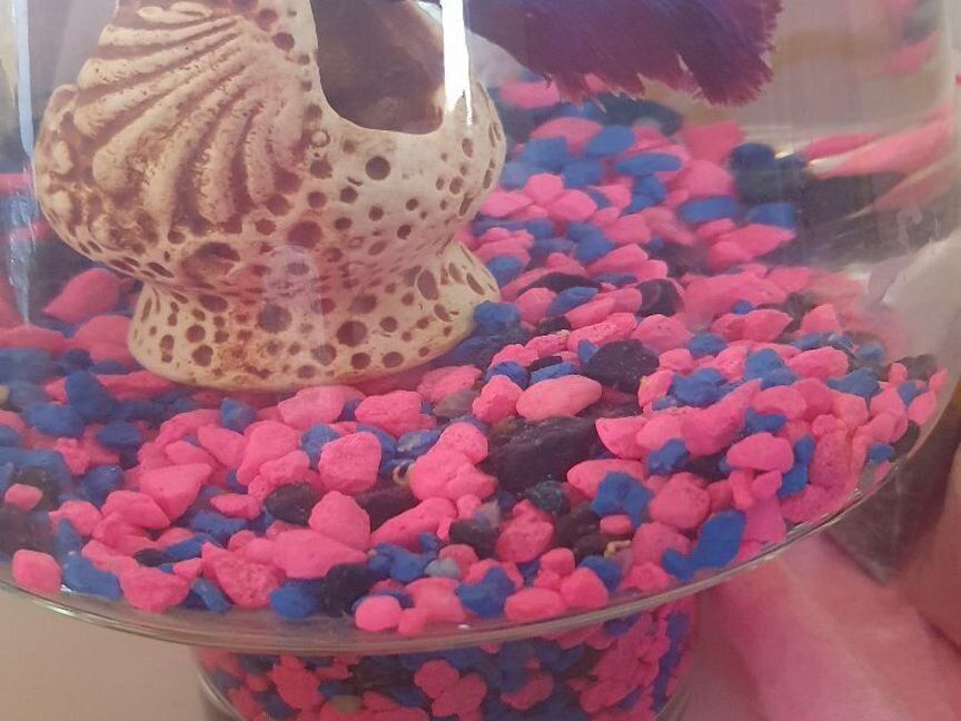 Аквариумные рыбки петушок