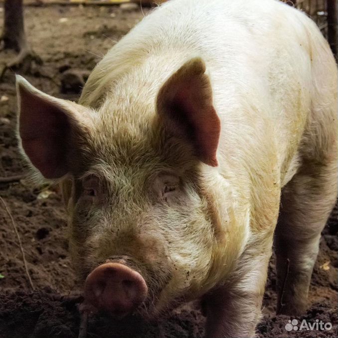 Продается хряк
