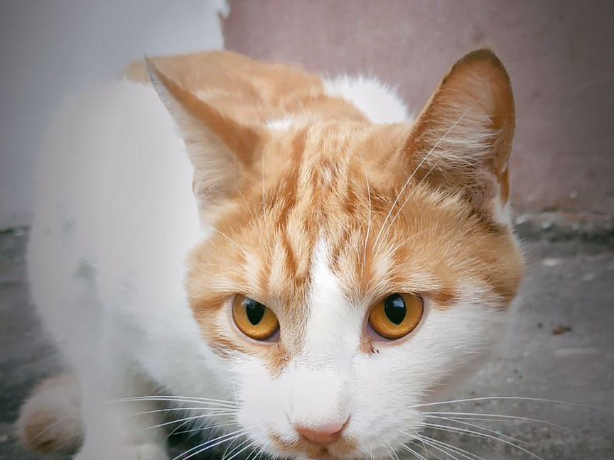 Кота выгнали на улицу