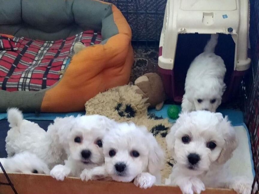 Бишон фризе