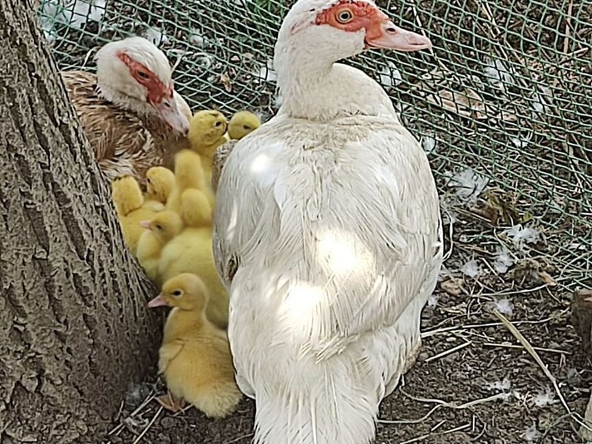 Индоутка мулард с утятами