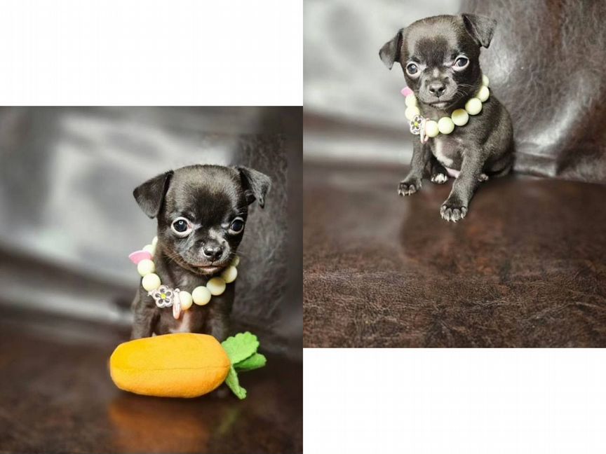 Чихуахуа мини щенки